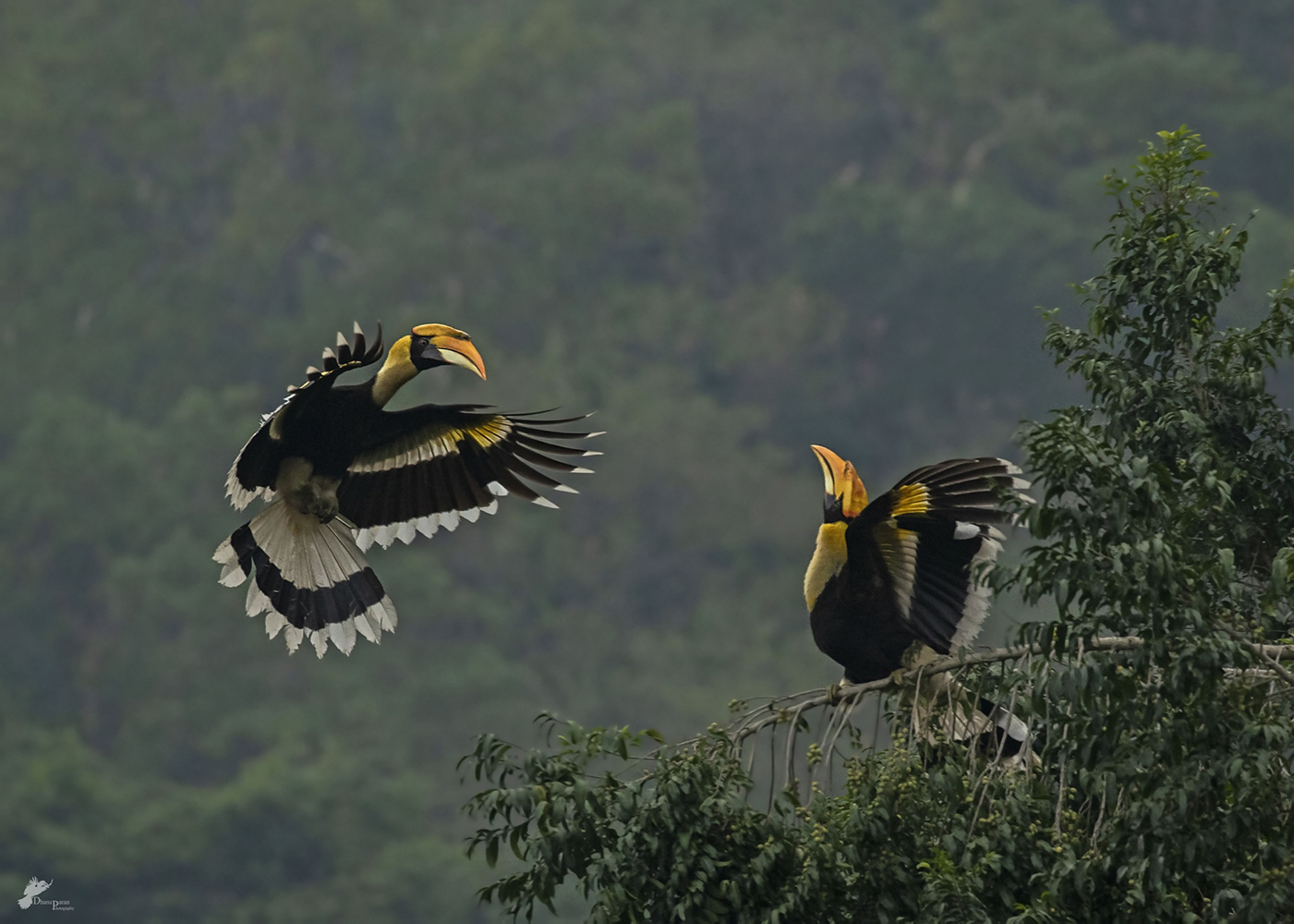 Hornbills' incredible domain of wonders - Keraleeyam Web Magazine